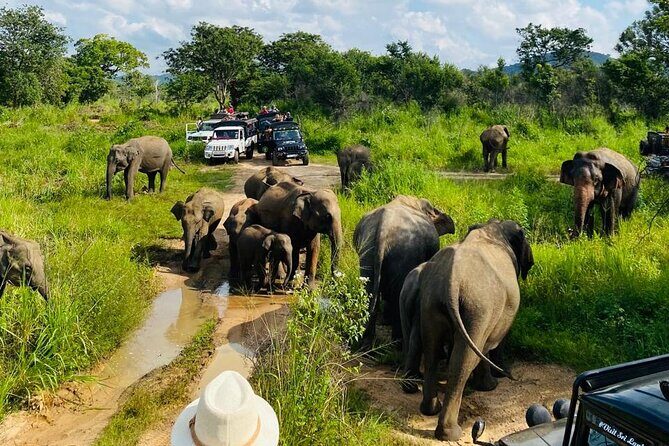 Private Safari Tours in Minneriya National Park - The Experience: What You Can Expect
