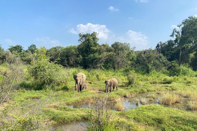 Private Safari Tours in Minneriya National Park - Practical Considerations