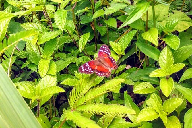 Private Sail & Hike Tour of Grenada - FAQ