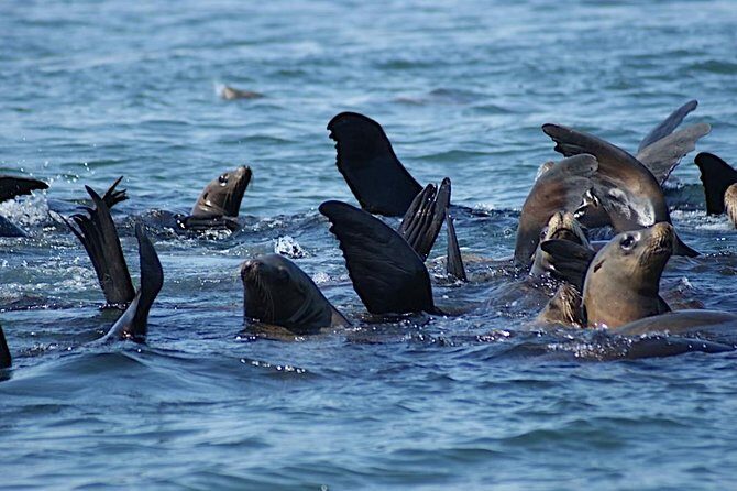 Private Sailing Tour of Bodega Bay - An Authentic and Engaging Sailing Experience