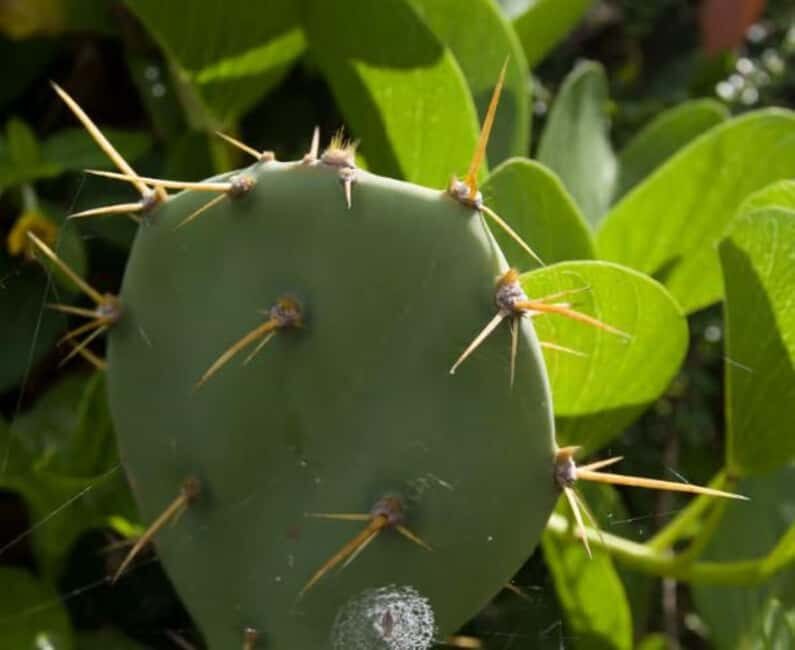 Private: Samana Adventure Cayo Levantado Kayak Snorkel Tour - The Value of the Experience