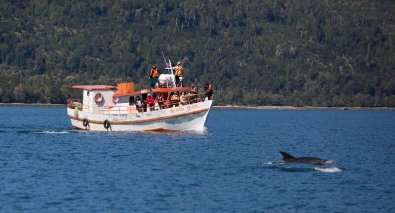 Private: Samana: Bay of Samaná Whale Watching Experience - The Experience in Detail