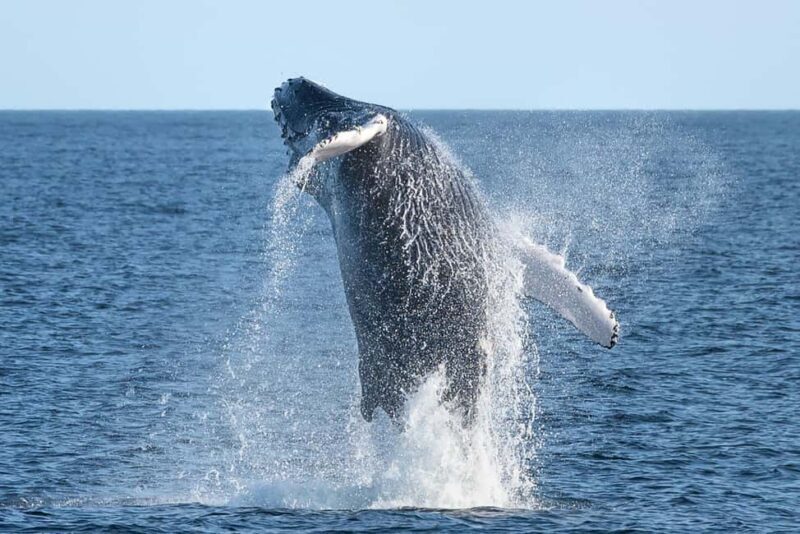 Private: Samaná Whale Sanctuary Cayo Levantado Yacht Charter - Authentic Experience in a Luxurious Setting