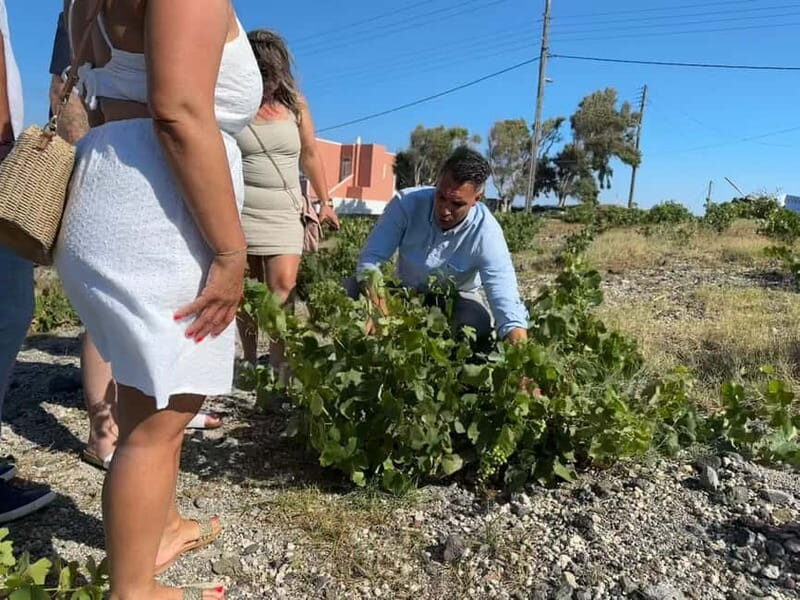 Private Santorini Wine Journey: 2 Top Wineries & Local Lunch - Key Points