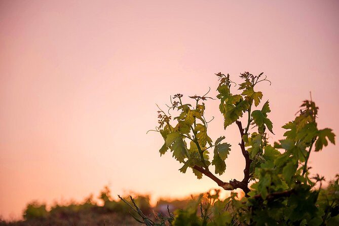 Private Santorini Wine Roads Tour with Tastings - FAQ