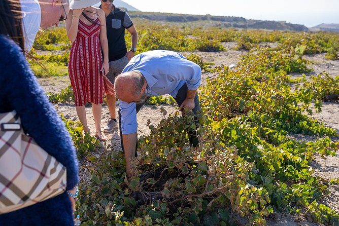 Private Santorini Wine Roads Tour with Tastings - Final Thoughts