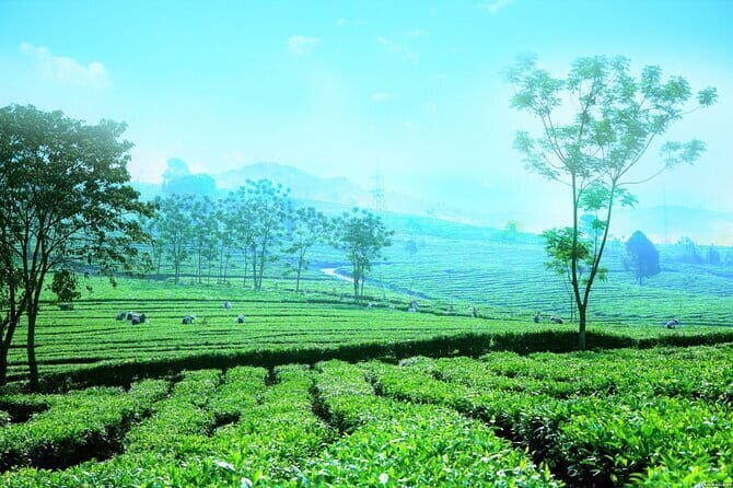 Private Sapa Motorbike Tour - Tea Hill - An In-Depth Look at the Tour Experience