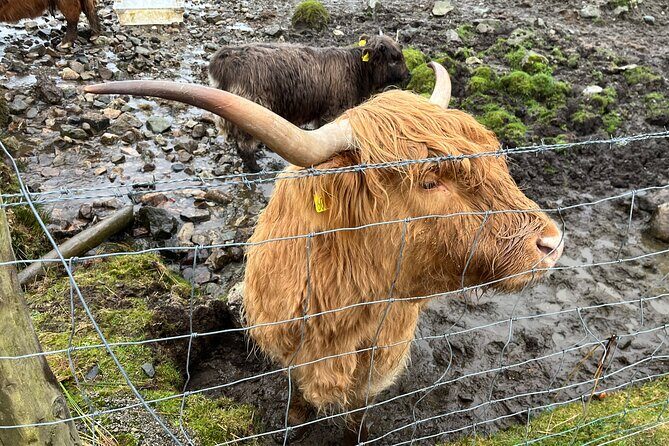 Private Scottish Highlands and Loch Ness Tour from Edinburgh - A deeper look at the Highland adventure