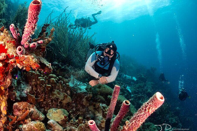 Private Scuba Diving Charter in Bonaire Marine Park - What the Reviews Reveal