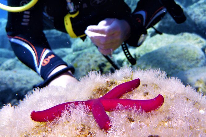 Private Scuba Diving Experience in Mandraki - The Experience: What Youll Actually Do