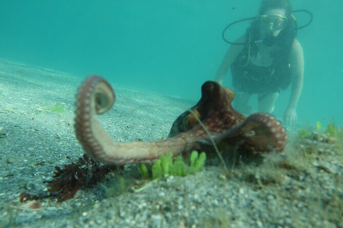Private Scuba Diving Expert-Led Excursion Training with Tour - Discover West Palm Beach’s Underwater World with a Private Guided Scuba Experience