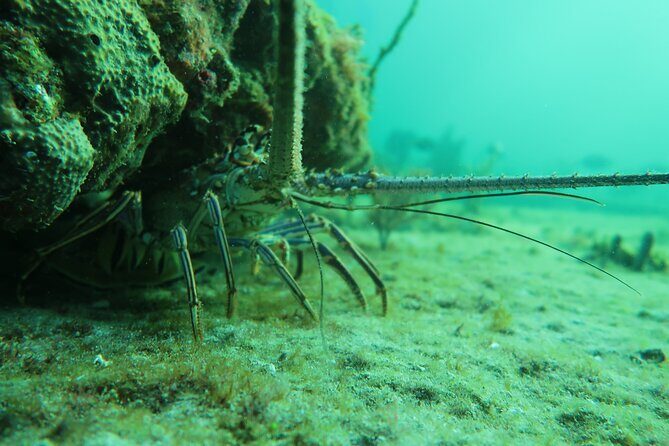 Private Scuba Diving Expert-Led Excursion Training with Tour - Key Points