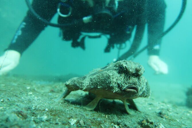 Private Scuba Diving Expert-Led Excursion Training with Tour - Final Thoughts: Is It Worth It?