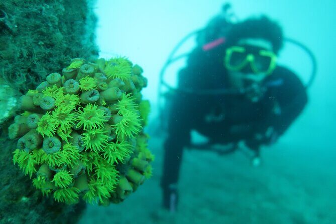Private Scuba Diving Expert-Led Excursion Training with Tour - Frequently Asked Questions (FAQs)