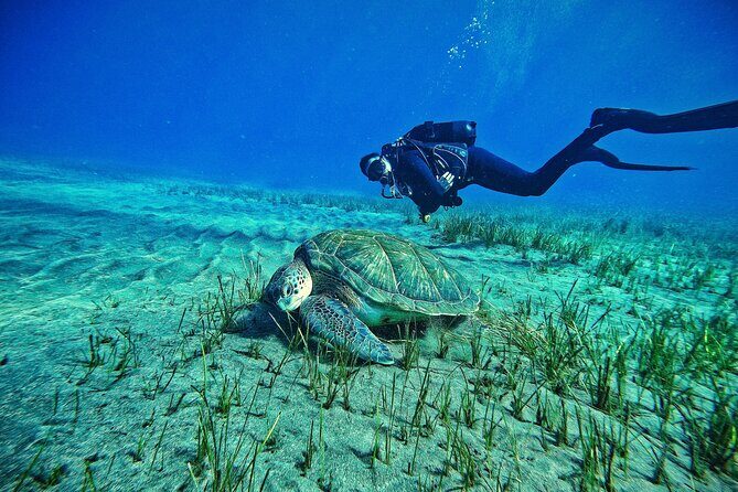 Private Scuba Diving in Tenerife  Certified Instructor & Photos - Key Points