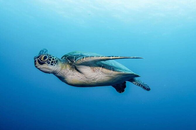 Private Scuba Diving in Tenerife  Certified Instructor & Photos - Price and Value: Is It Worth It?