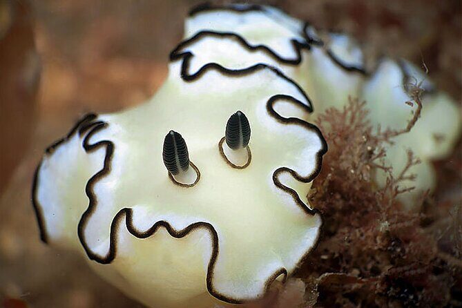 Private Scuba Diving Initiation with Licensed Guide - Key Points