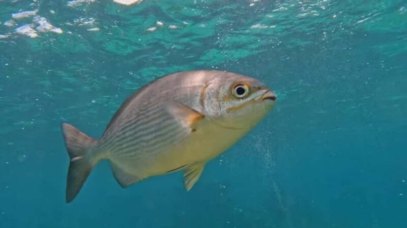 Private: ScubaDoo Underwater Scooter and Snorkel Tour - The Sum Up