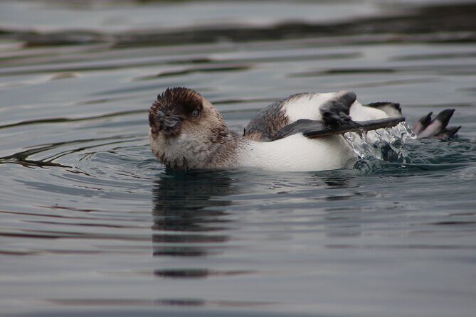 Private Seal Kayaking and Wildlife Tour in Kaikoura - The Value of the Experience