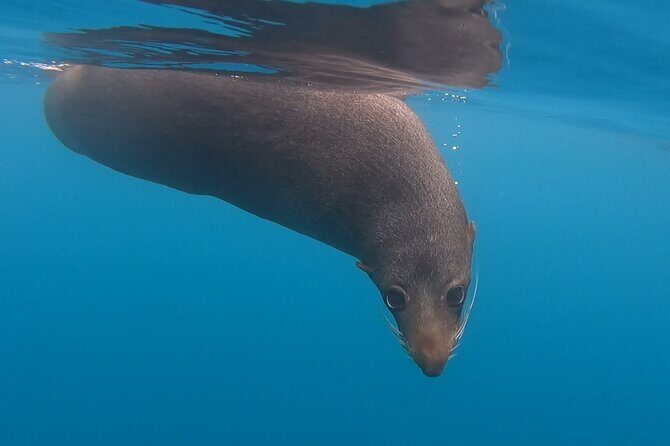 Private Seal Kayaking and Wildlife Tour in Kaikoura - Final Thoughts: Who Is This Tour For?