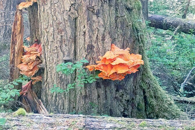 Private Seaplane & Wilderness Hiking Tour to Tongass NF - Authenticity and Traveler Perspectives