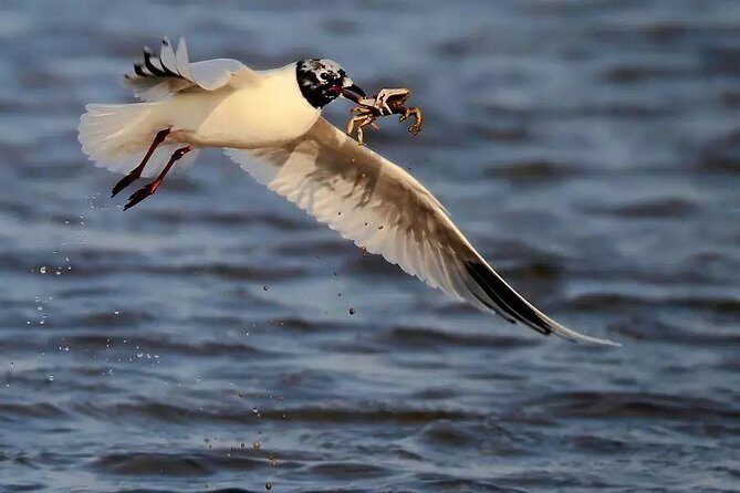Private Seasonal Day Tour to Beidaihe from Beijing with Birding Experience - Why This Tour Is Worth Considering