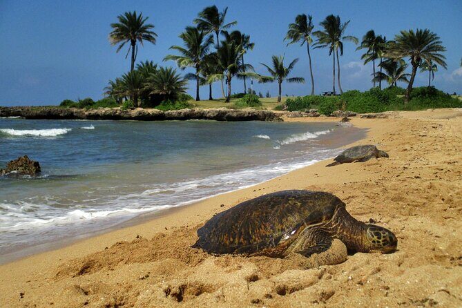 Private Secret Spots Tour on Oahu Hawaii - Transportation and Group Size
