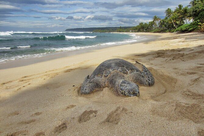 Private Secret Spots Tour on Oahu Hawaii - Final Thoughts: Why Choose This Tour?