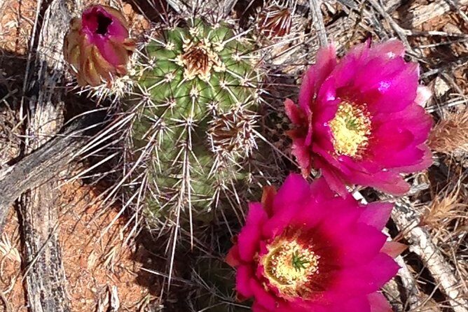 PRIVATE Sedona Scenic Full-Day in Luxury SUV Tour - Who Will Love This Tour?