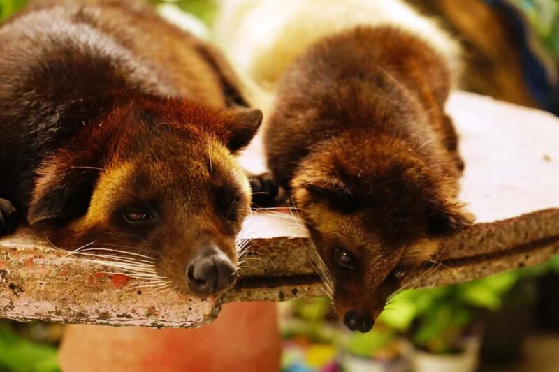 Private Sekumpul Waterfall Hiking Tour - Key Points