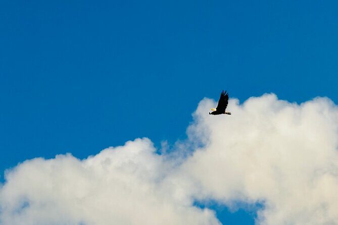 Private Seward Cruise Transit Tour with National Park and AWCC - The Sum Up
