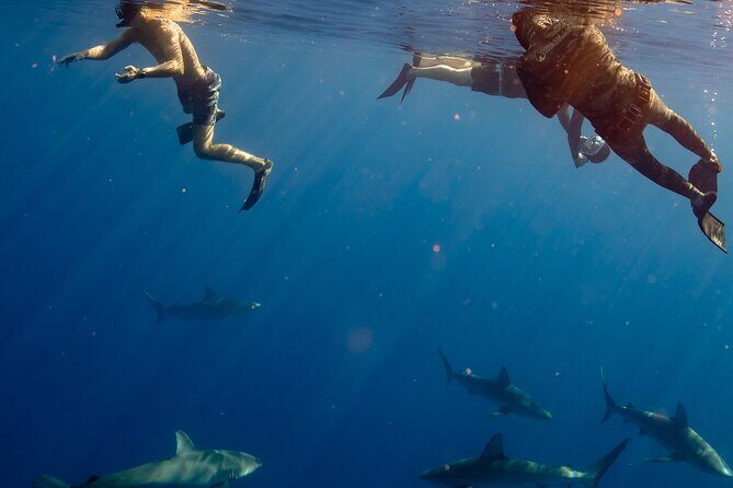 Private Shark Dive, Oahu, Hawaii (6 Guest) - Price & Perceived Value