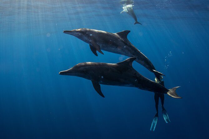 Private Shark Dive, Oahu, Hawaii (6 Guest) - The Experience via Reviews