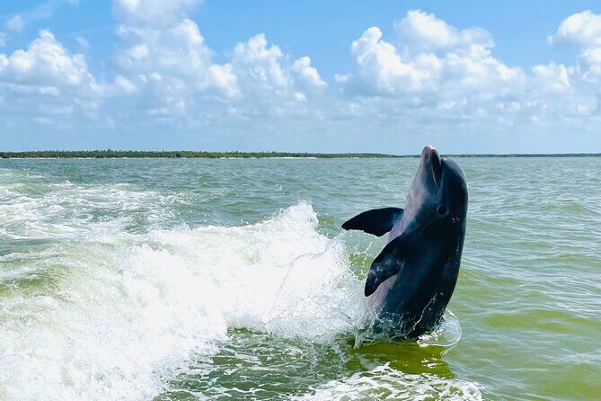 Private Shelling and Dolphin Excursion - Who Will Love This Tour?