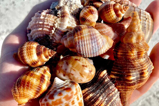 Private Shelling and Dolphin Excursion - Final Thoughts: Is It Worth It?