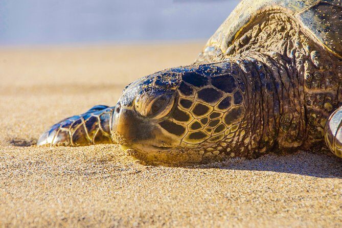 Private Shore Excursion: Best Highlights of Maui - Why Choose This Tour?