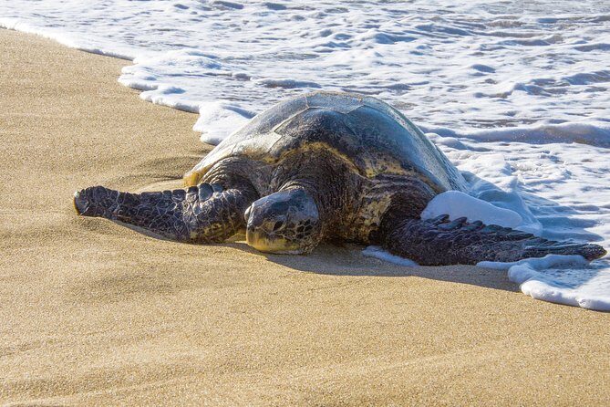 Private Shore Excursion: Best Highlights of Maui - Authentic Experiences and Feedback