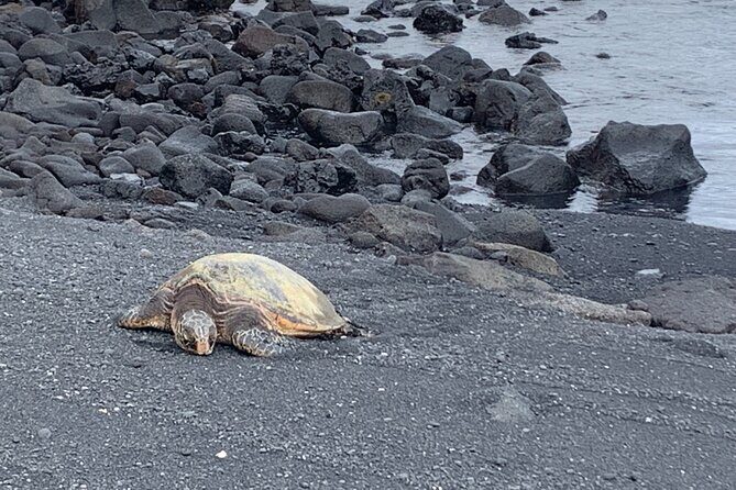 PRIVATE Shore Excursion - 'Best of Hilo and Hamakua coast - Transport, Timing, and Group Size