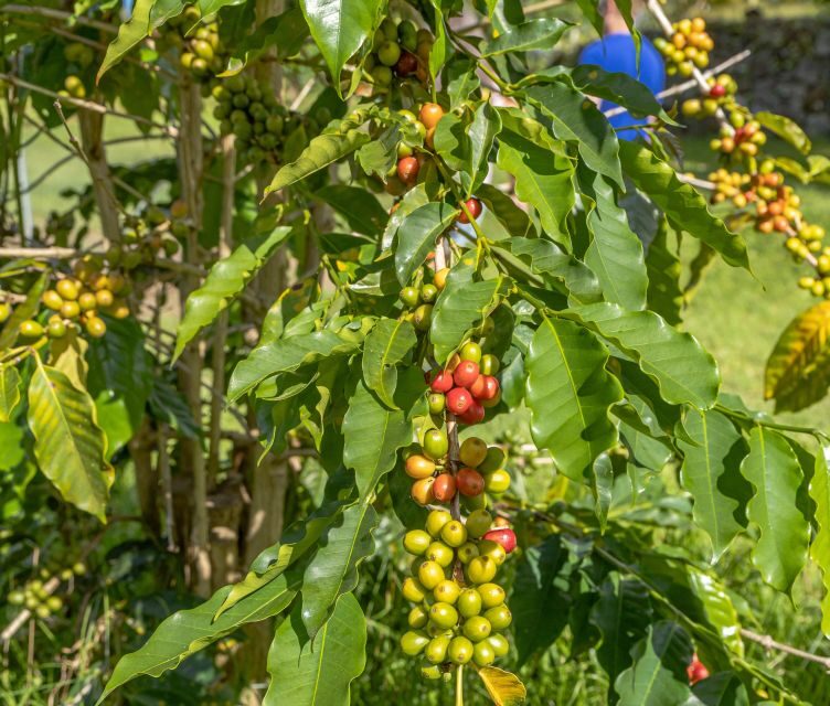 Private Shore Excursion Kona Coffee & National Historic Park - Who Will Love This Experience?