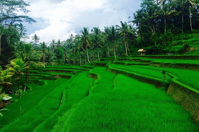 Private Shore Excursion: Ubud Art Villages and Sacred Monkey Forest - Analyzing Value and Overall Experience
