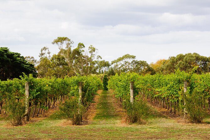 Private Shore Tour: Bellarine Peninsula Wine Experience - Who Is This Tour Best For?