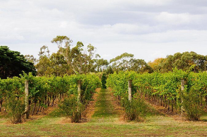 Private Shore Tour: Bellarine Peninsula Wine Experience - FAQ