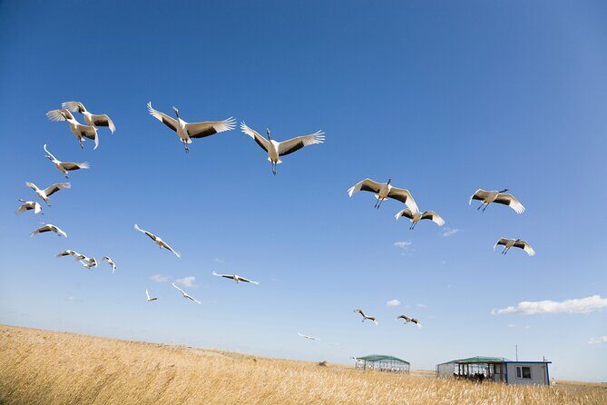 Private Shore Tour: Kagoshima Winter Crane Watching - Introduction