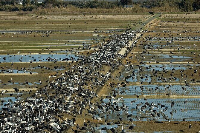 Private Shore Tour: Kagoshima Winter Crane Watching - Final Thoughts: Is It Worth It?