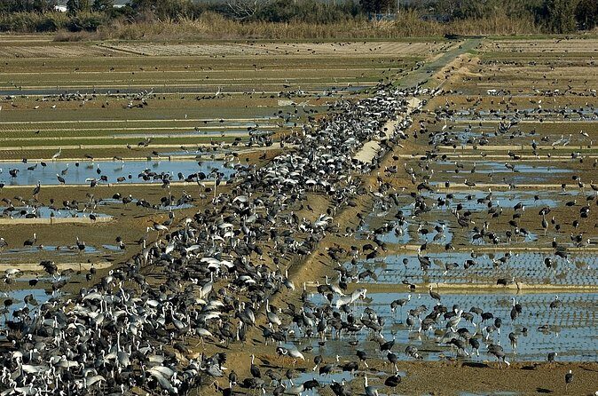 Private Shore Tour: Kagoshima Winter Crane Watching - Frequently Asked Questions