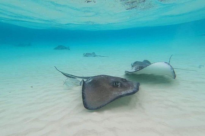 Private Short Tour to Stingray City and Local Welcome Drink - Who Will Love This Tour?