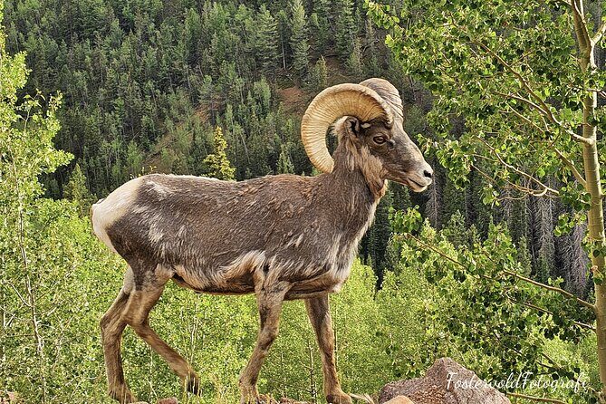 Private Sightseeing Bronco Tour in Cripple Creek, Colorado - An In-Depth Look at the Tour