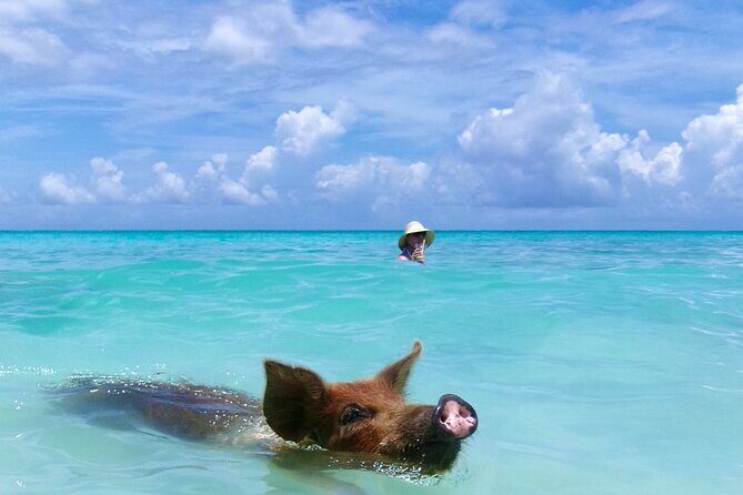 Private Sightseeing Tour in Nassau with Lunch - Who Will Love This Tour?