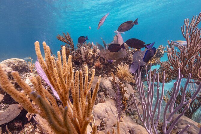 Private Sightseeing Tour in Nassau with Lunch - Frequently Asked Questions