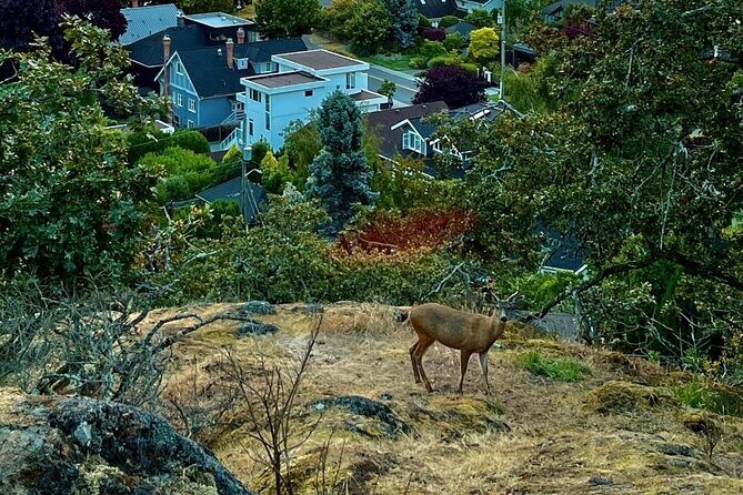 Private Sightseeing Tour in Victoria Canada - Beacon Hill Park